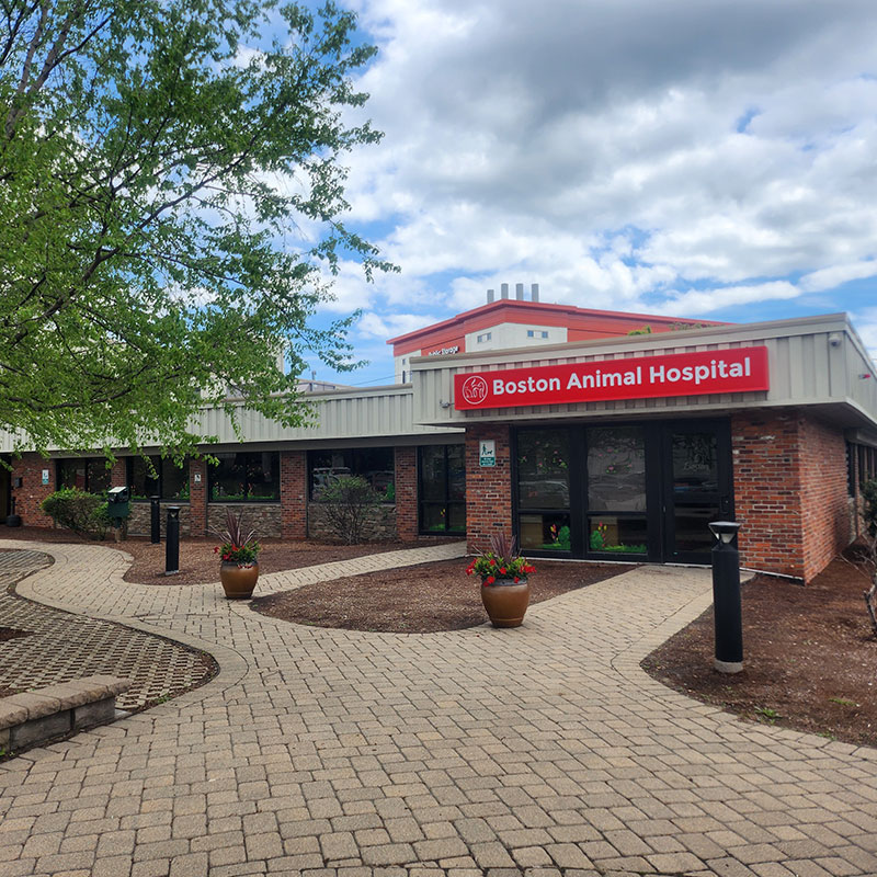 Reviews | Boston Animal Hospital Southampton